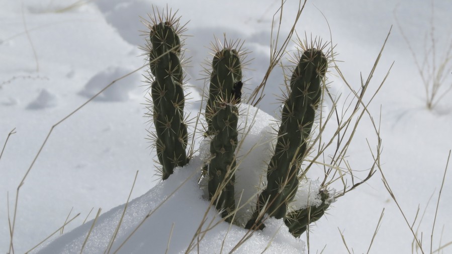 Cactus in the Snow 2VP by Vicki Polin Wall Art