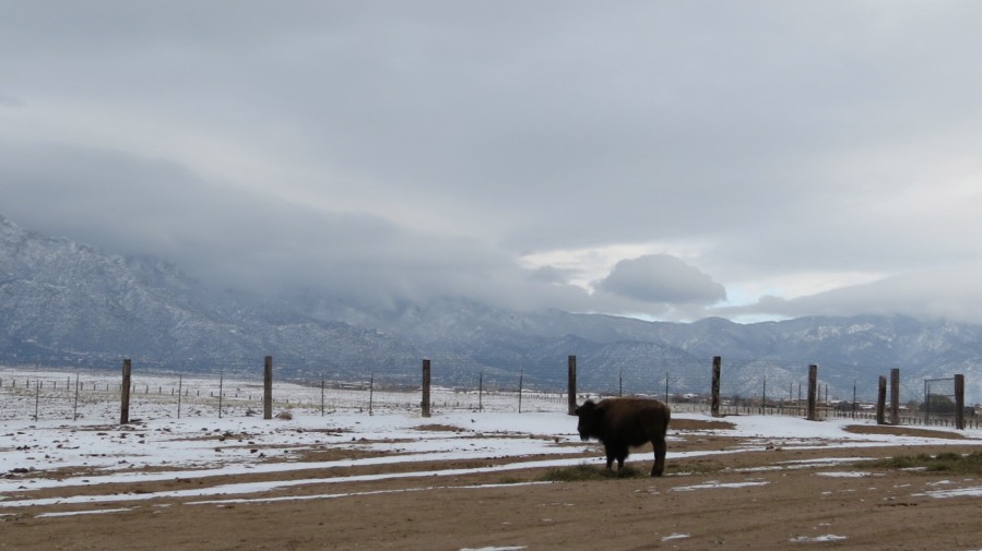 Buffalo on the Sandia Pueblo 1VP by Vicki Polin Wall Art