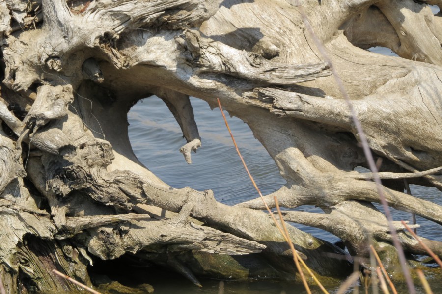 Tree Roots - The Glenn VP2 by Vicki Polin Wall Art