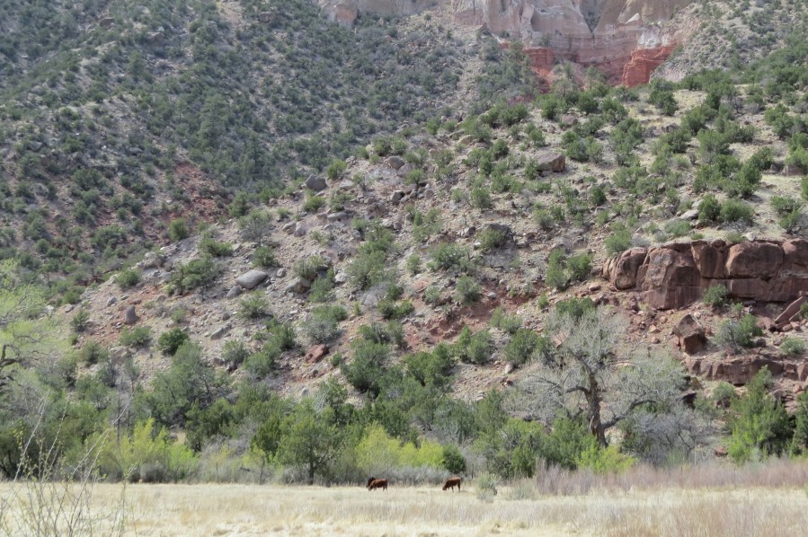 Jemez Mountains VP31 by Vicki Polin Wall Art