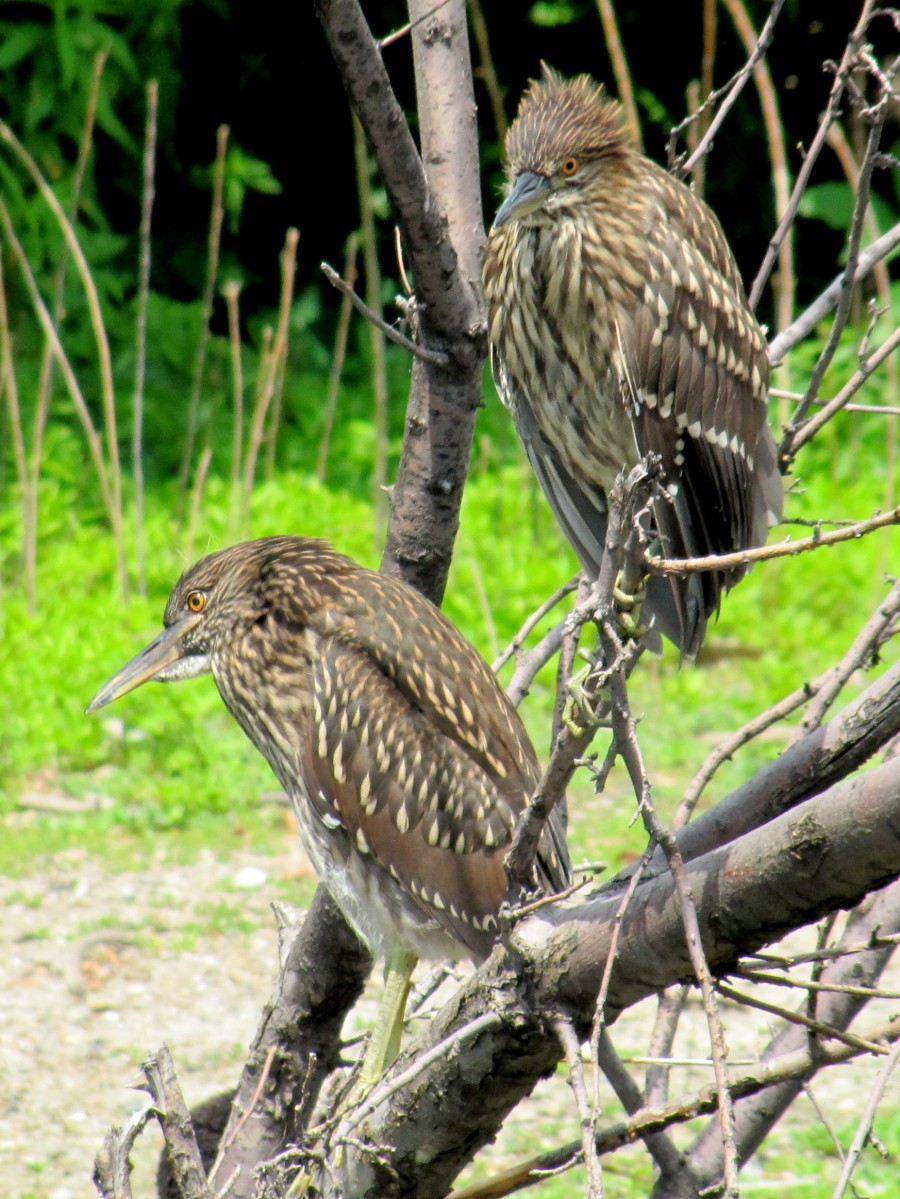 Birds in Lincoln Park by Vicki Polin Wall Art