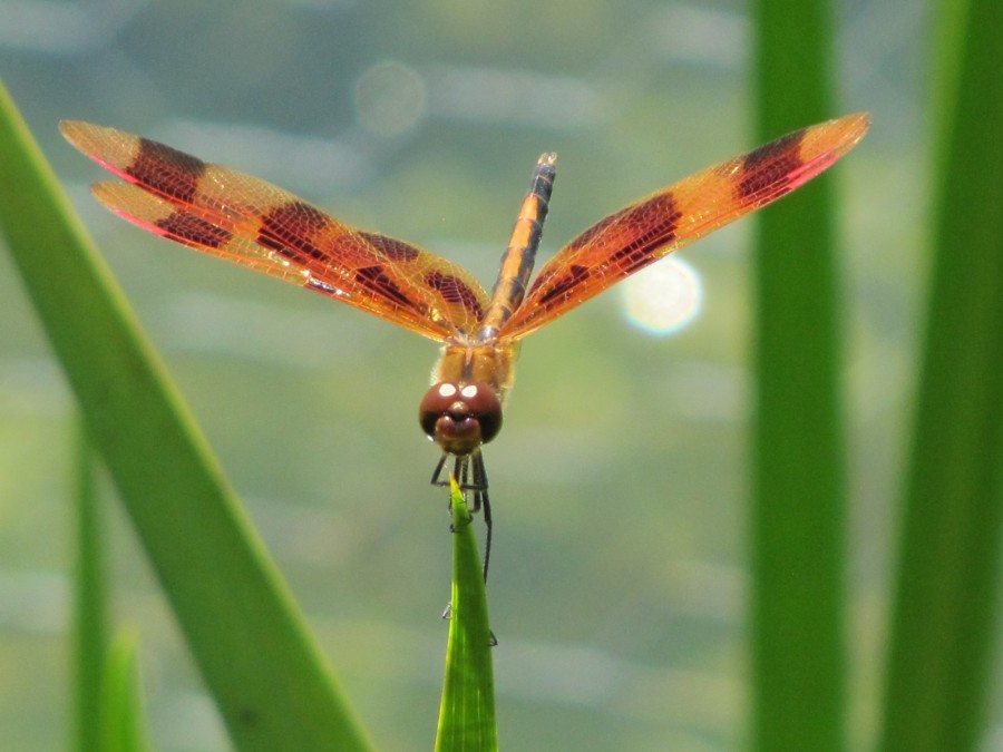 Dragonfly in Lincoln Park VP1 by Vicki Polin Wall Art