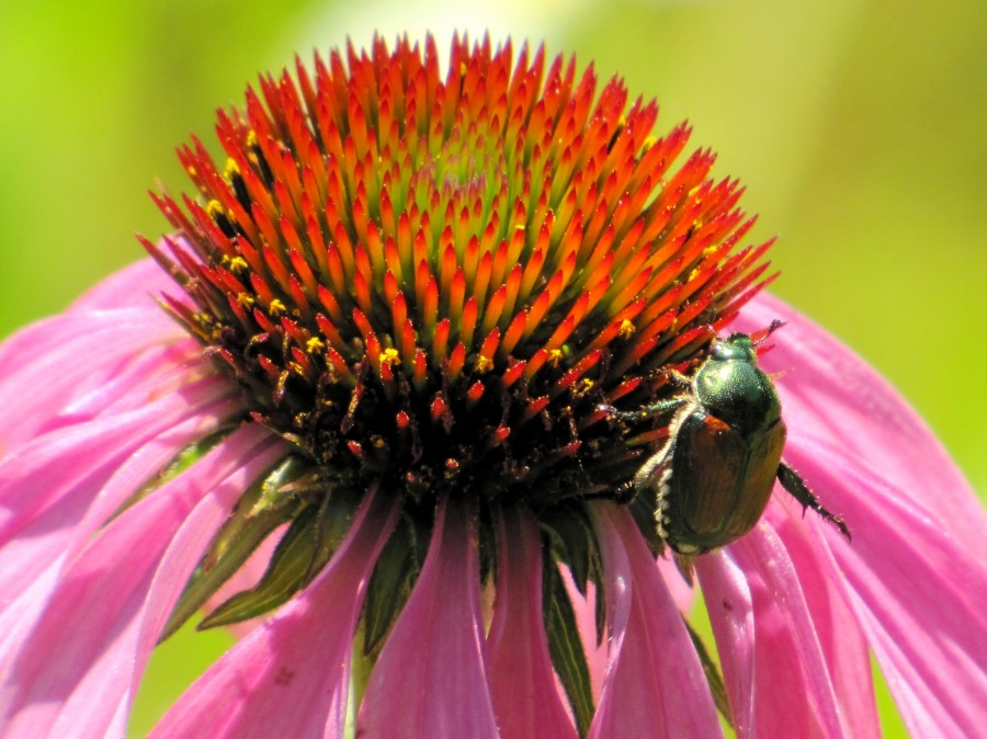 Echinacea and the Bee in Lincoln Park VP6 by Vicki Polin Wall Art