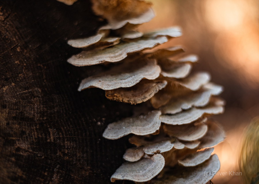 Mushies by Oliver Khan Wall Art