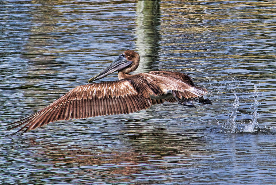 Hop Skip And a Jump by HH Photography of Florida Wall Art