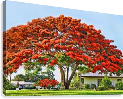 Royal Poinciana Tree by HH Photography of Florida Wall Art