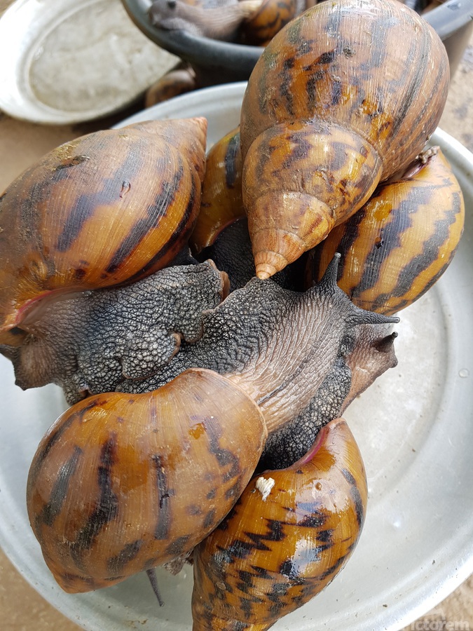 Forest snails Ghana by Oliver Chinedu Ujah Wall Art