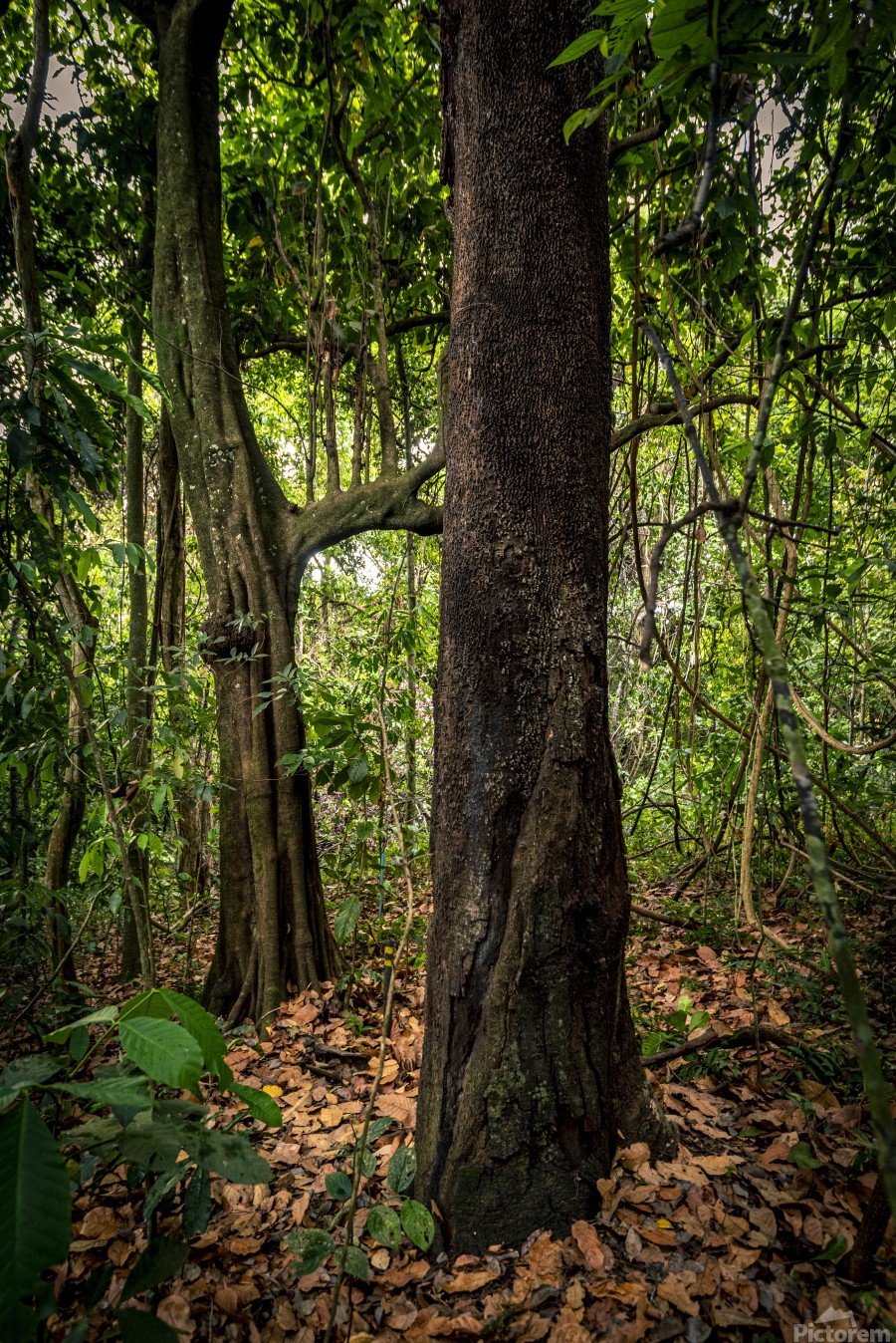 The copaiba tree by Augusto Miranda Wall Art