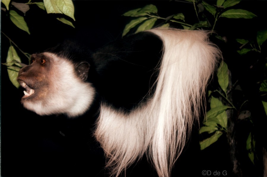 Monkey by D de G Wall Art