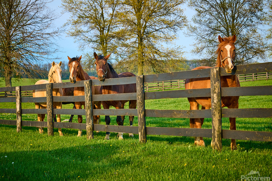Group of horses looking over a fence at a horse farm in Central by ...