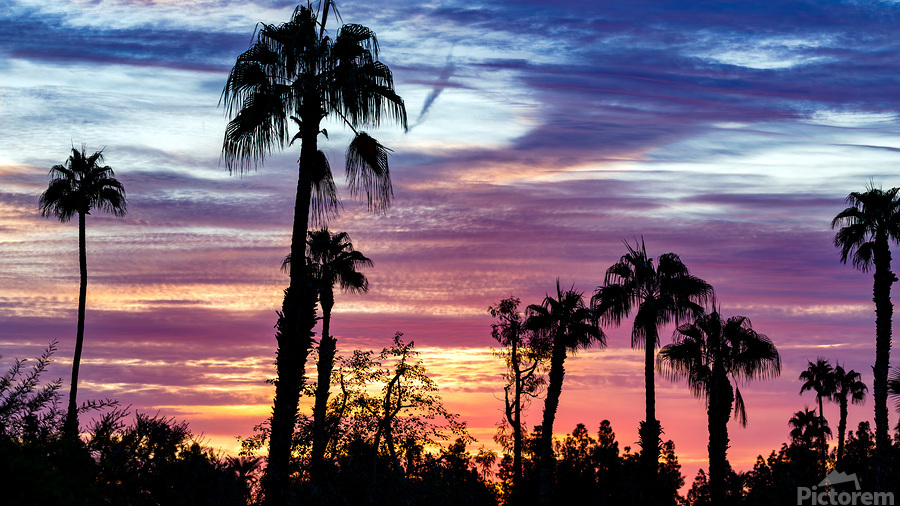 desert sunrise palm tree by George Tsangarakis Wall Art