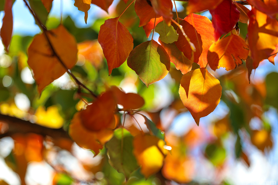 Adelaide Autumn Leaves par MrSmithPhotography