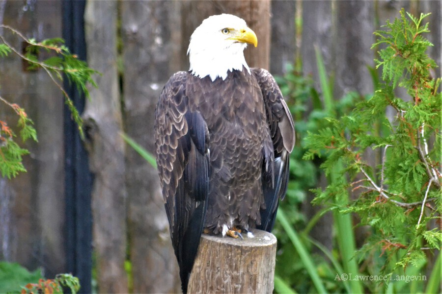Mr. Bald Eagle by Lawrence Langevin Wall Art