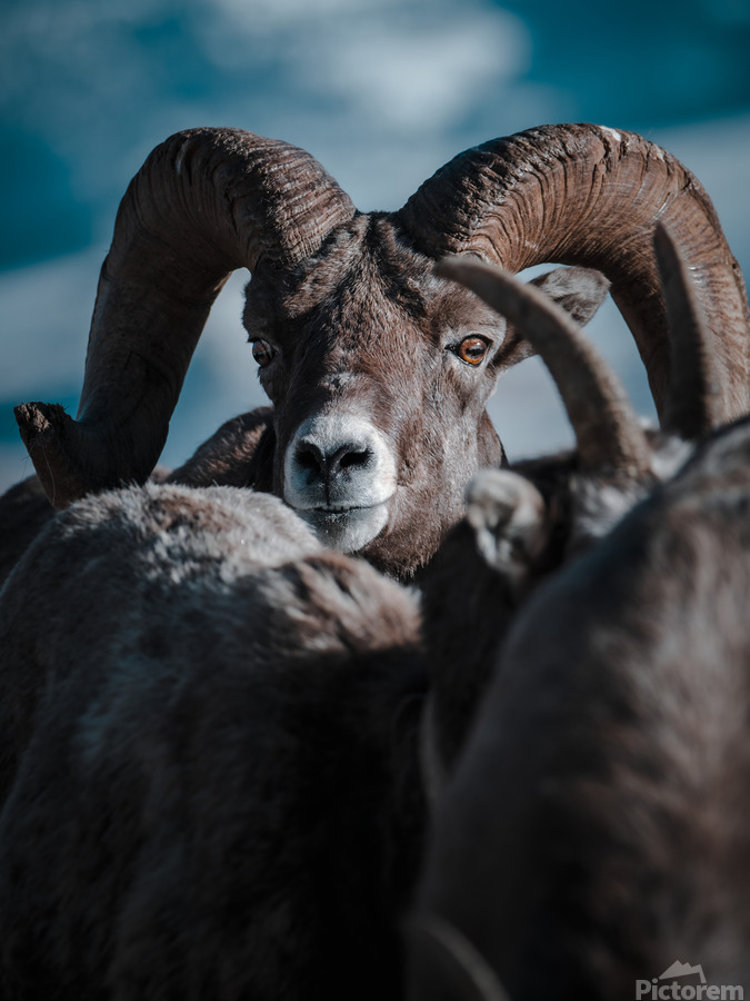 Sheep Eyes by Reagos Photos Wall Art