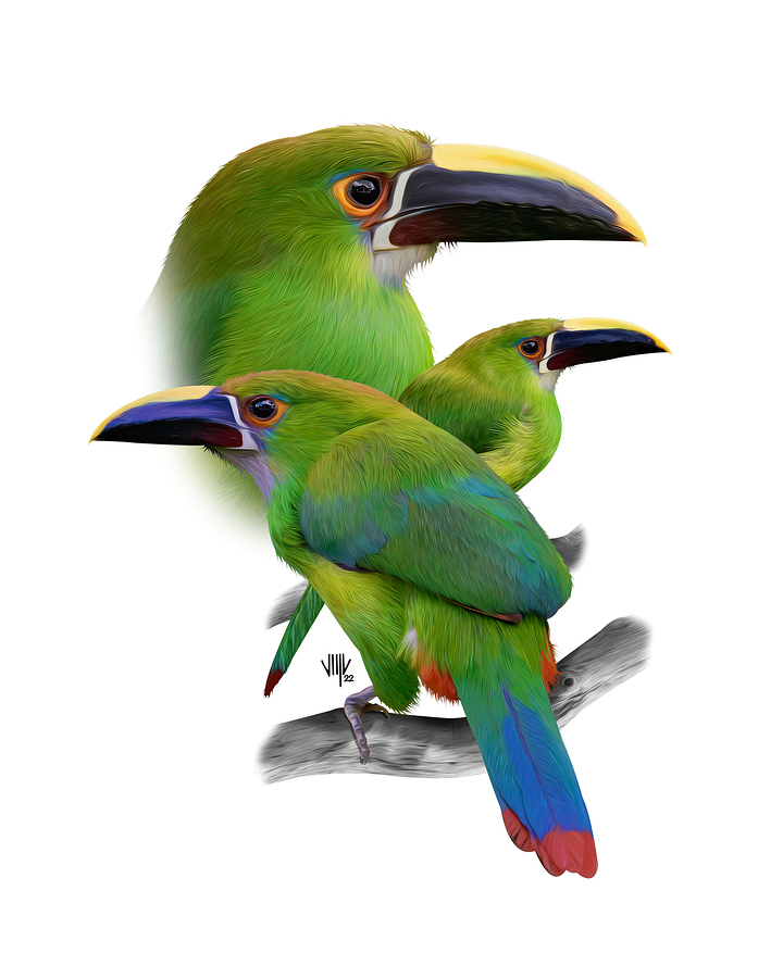 SOUTHERN EMERALD TOUCANET by Jose Victoria Wall Art