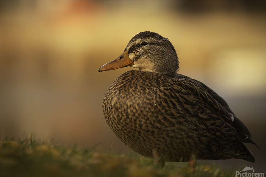 Autumn Grace by Chris A Memmott Wall Art