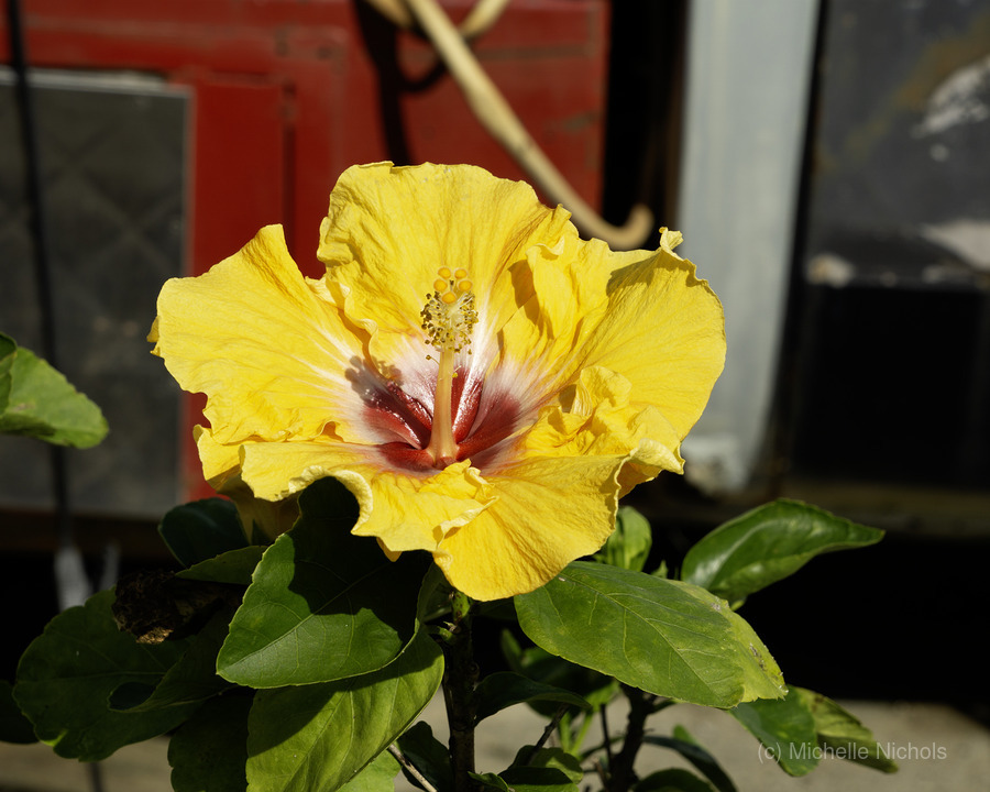 Junkyard Hibiscus by Michelle Nichols Wall Art