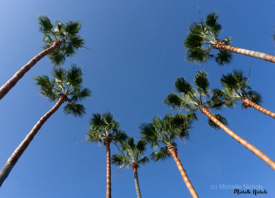 Palm Trees by Michelle Nichols Wall Art