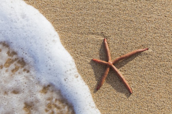 Pictorem.com :: A red live Finger Starfish, also known as Linckia Sea ...
