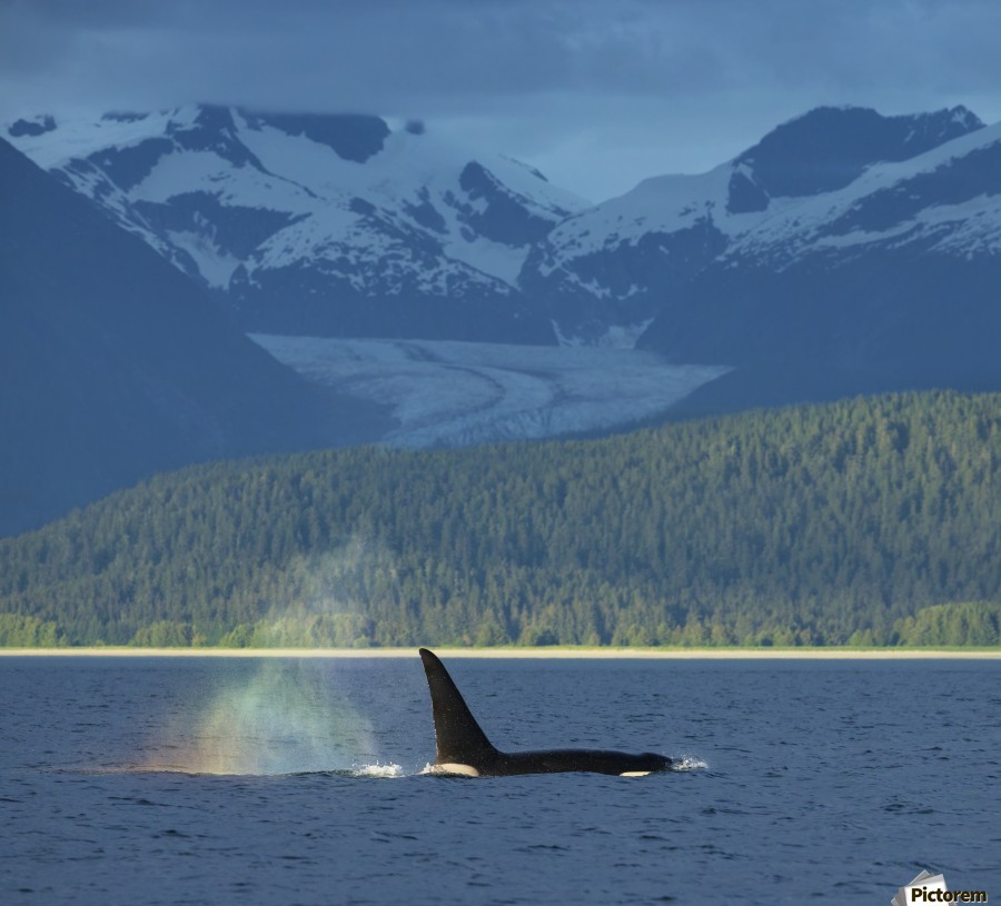 The "blow" of a male Orca Whale catches the evening light creating a ...