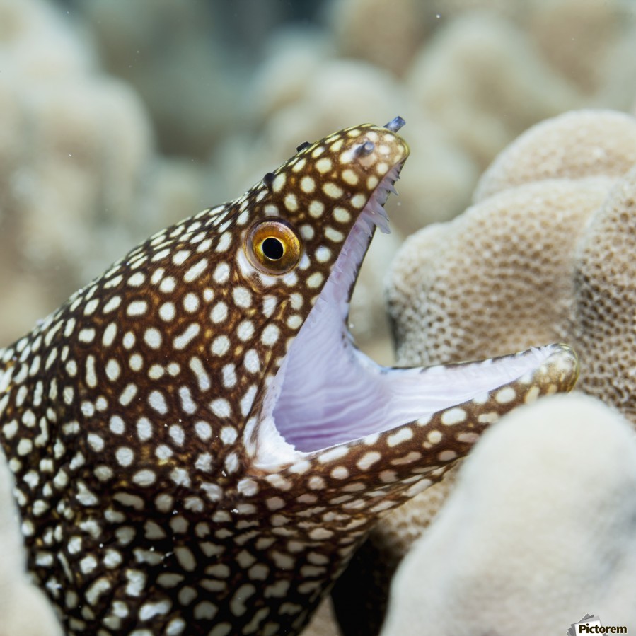 Sharp teeth can be seen in the gaping mouth of this Whitemouth Moray ...