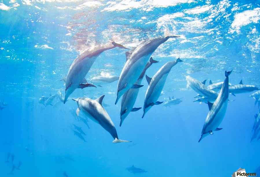 dolphins swimming underwater, tropical ocean by PacificStock Wall Art