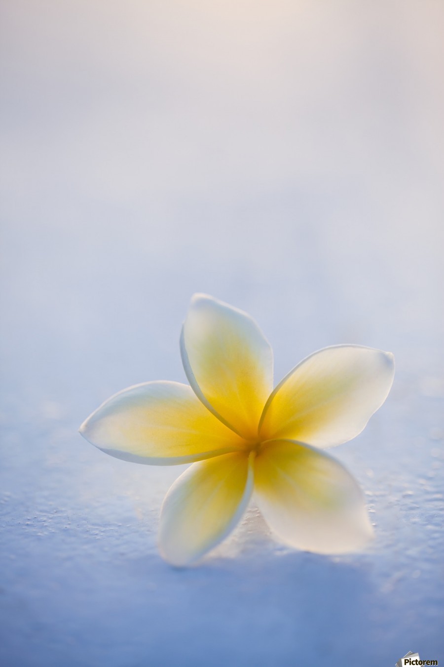 Close-up of a single beautiful yellow Plumeria flower (Apocynaceae) in ...