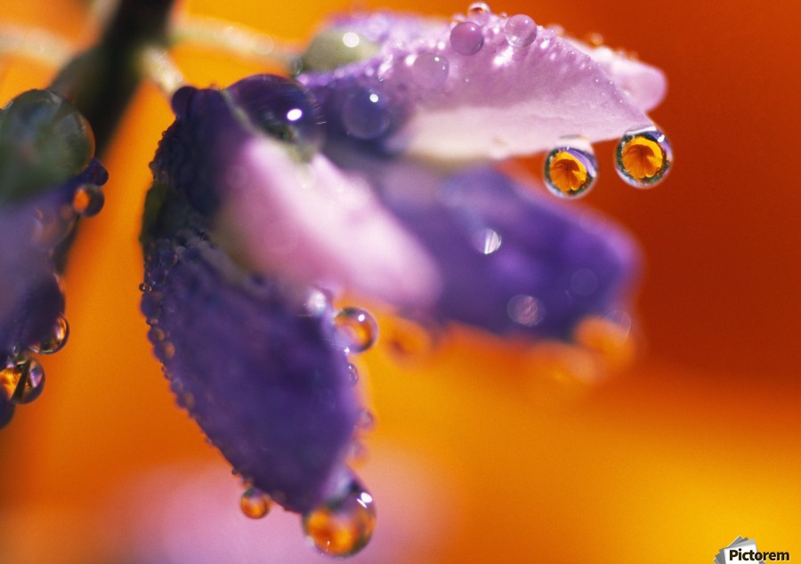 Reflection Of Flower In Dew Drops by PacificStock Wall Art