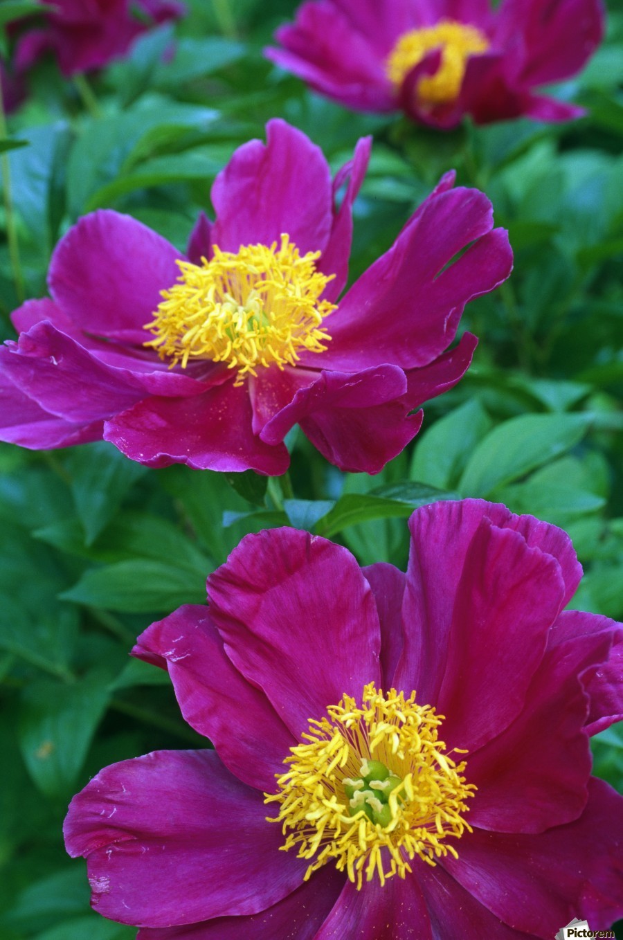 Pianese Flowers by PacificStock Wall Art