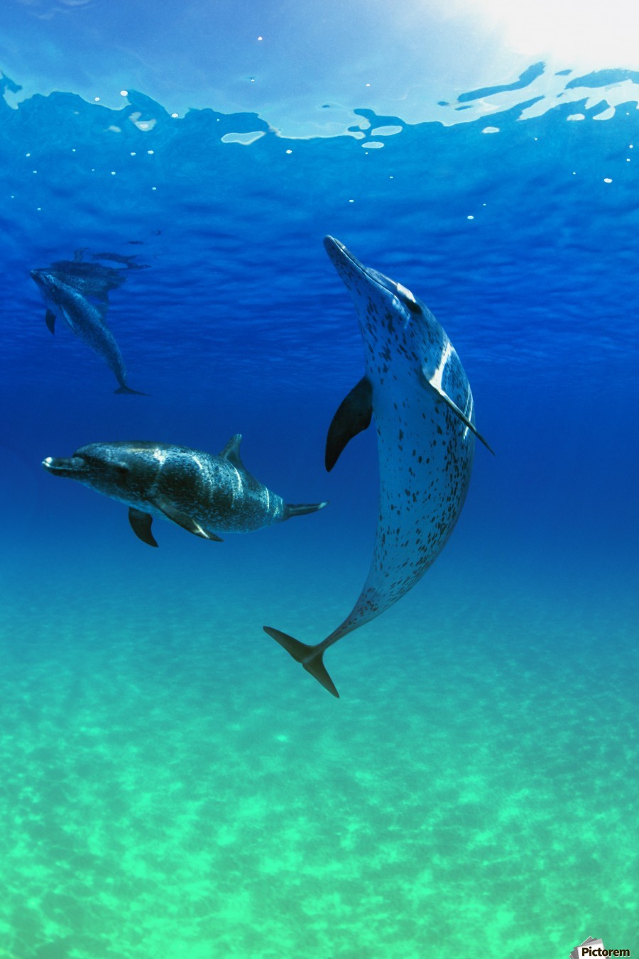 Atlantic Spotted Dolphins In The Bahamas by PacificStock Wall Art