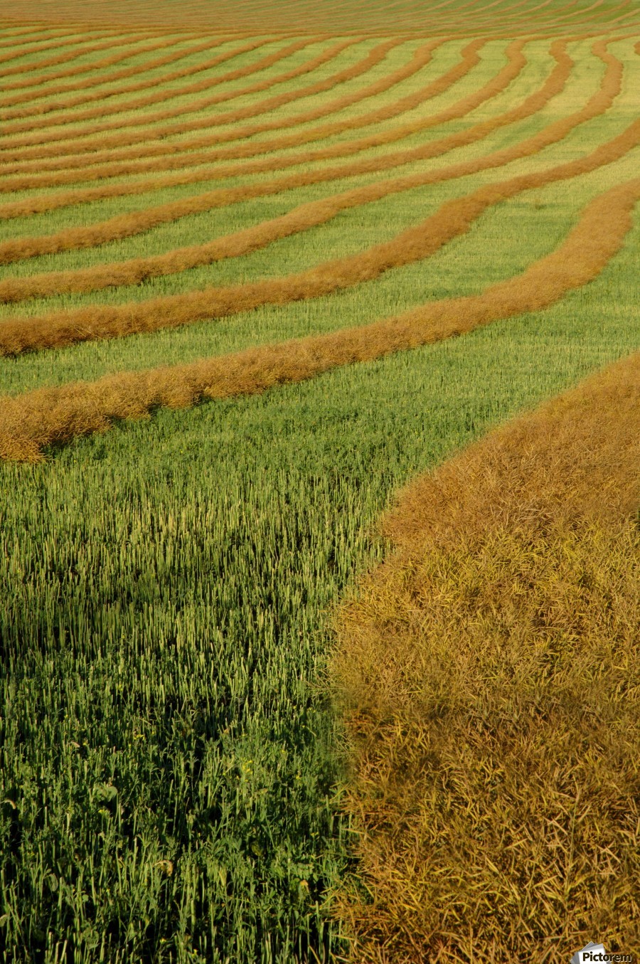 Rows Of Canola Windrows by PacificStock Wall Art