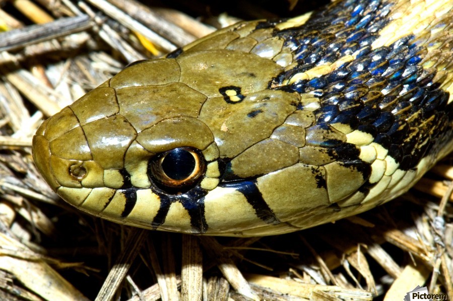 Checkered Garter Snake's Head by PacificStock Wall Art