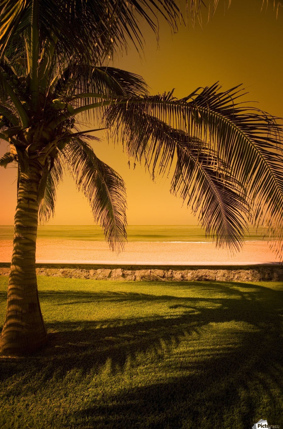 Palm Tree In Mazatlan, Mexico by PacificStock Wall Art