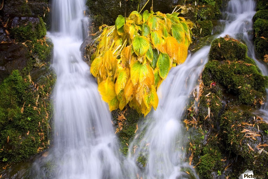 Fall Colors In Crystal Springs Falls, Oregon, Usa by PacificStock Wall Art