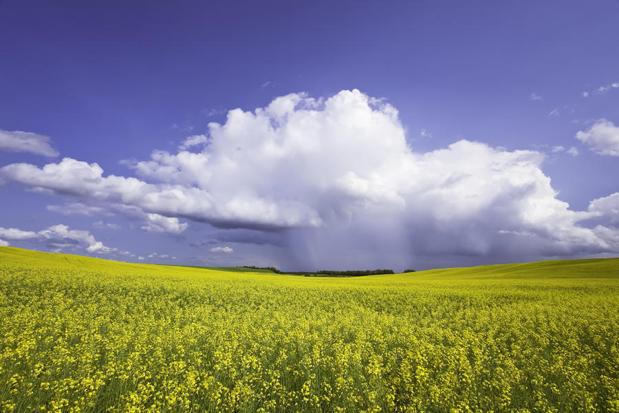 Rainstorm Over Canola Field Crop, Pembina Valley, Manitoba by ...