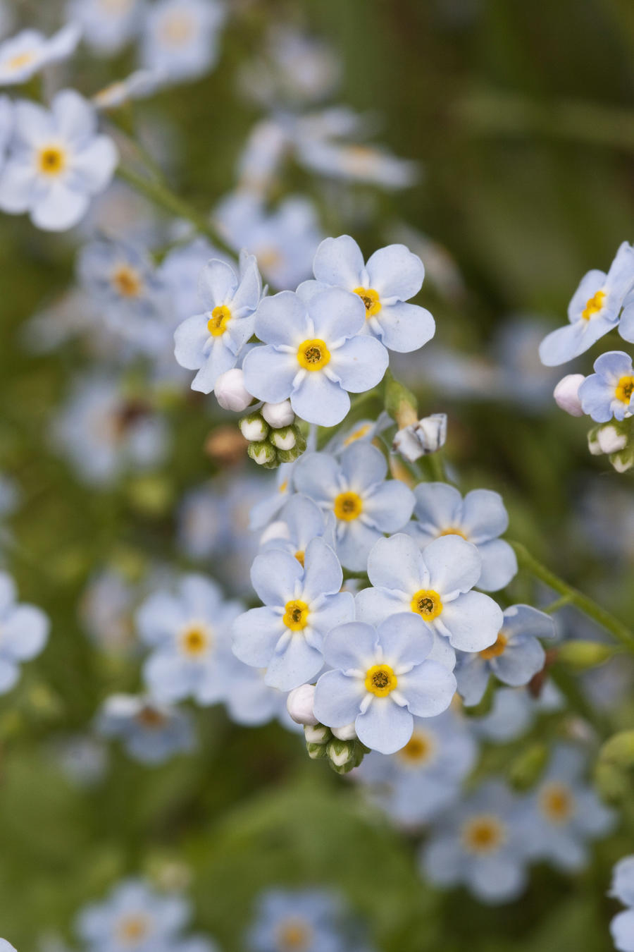Close Up Of Forget Me Not, Alaska's State Flower, Girdwood ...