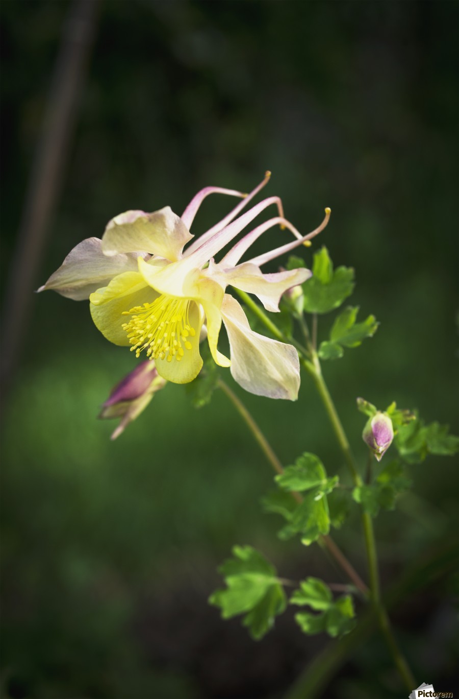 Columbine blooms in a garden; Astoria, Oregon, United States of America ...