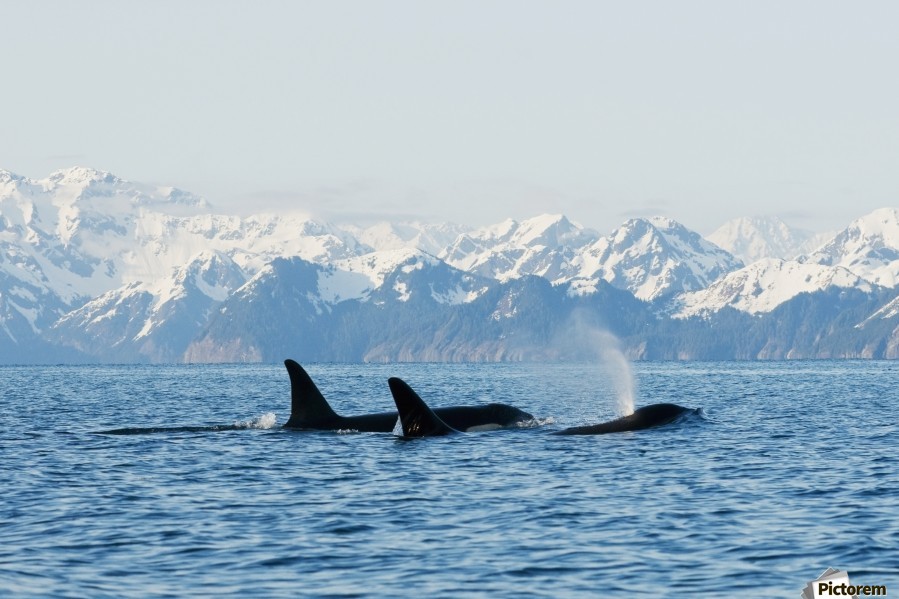 killer whale, or orcas, Orcinus orca, pod in traveling in Resurrection ...