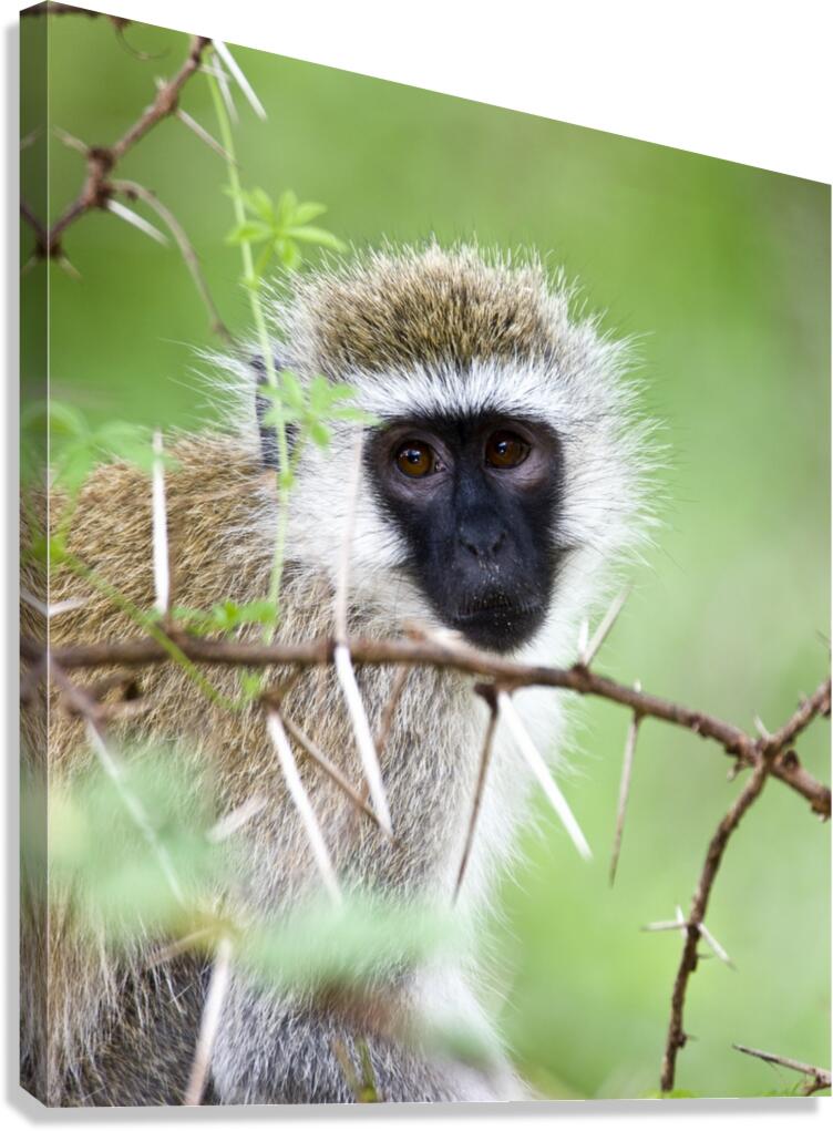 Vervet Monkey (Chlorocebus Pygerythrus) by PacificStock Wall Art