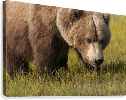 A Grizzly Bear (Ursus Arctos Horribilis); Alaska, United States Of ...