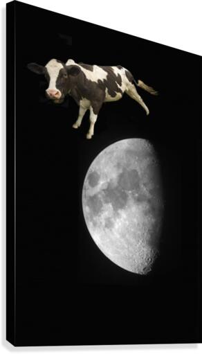 The Cow Jumped Over The Moon; Northumberland, England by PacificStock ...