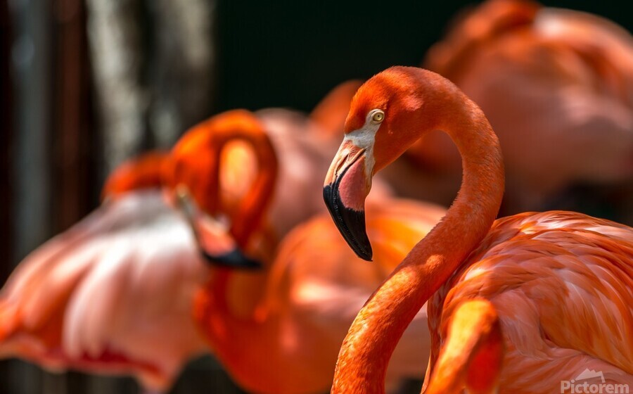flamingo family by George Bloise Wall Art