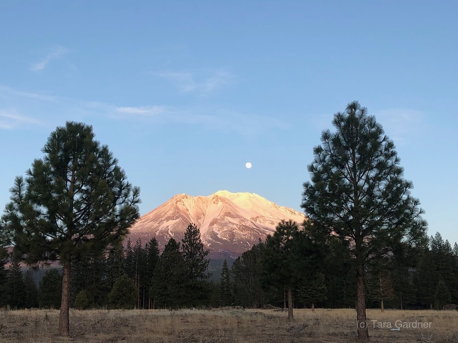 Mount Shasta and Trees by Tara Gardner Wall Art