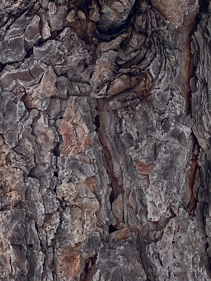 Natural Tree Art by Tara Gardner Wall Art