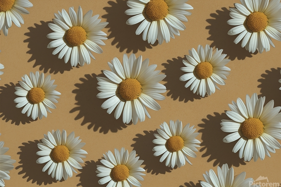 Elegant aesthetic chamomile daisy flowers pattern with sunlight shadows ...
