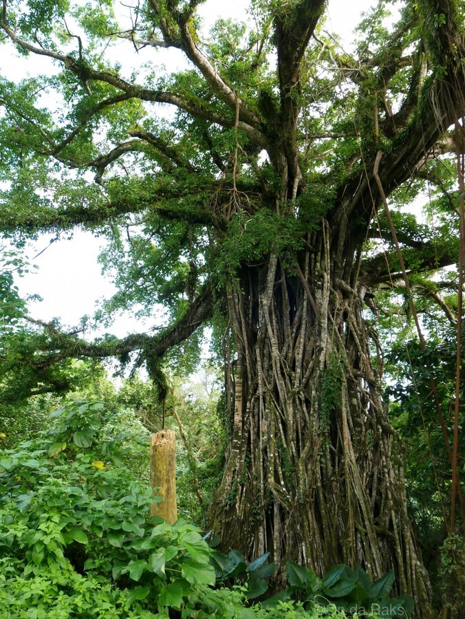 Giant fig tree by On da Raks Wall Art