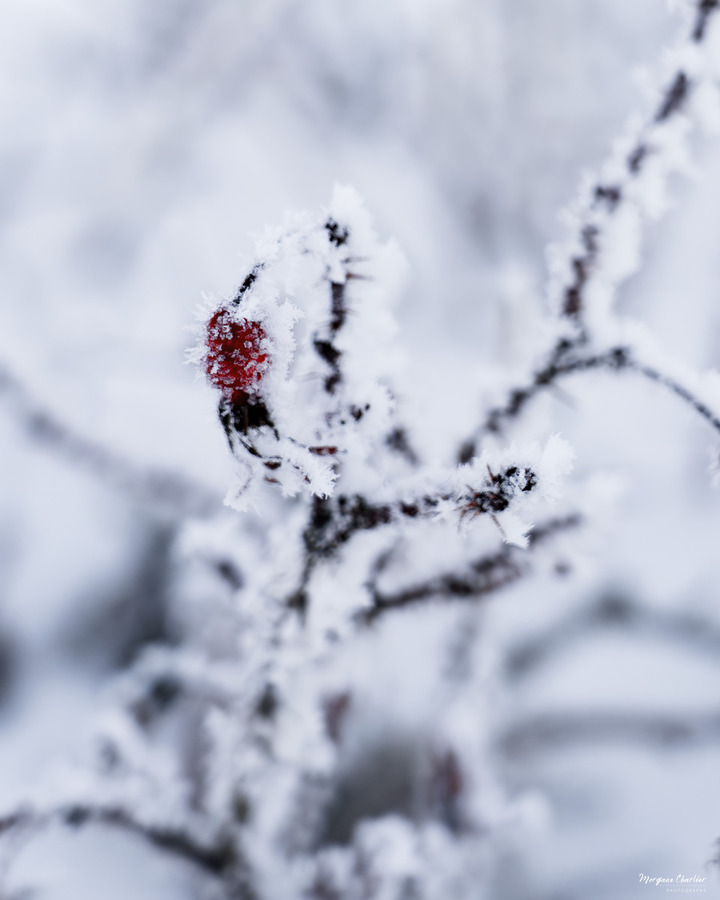 FROZEN IN THE TIME by Morgane Charlier Photography Wall Art