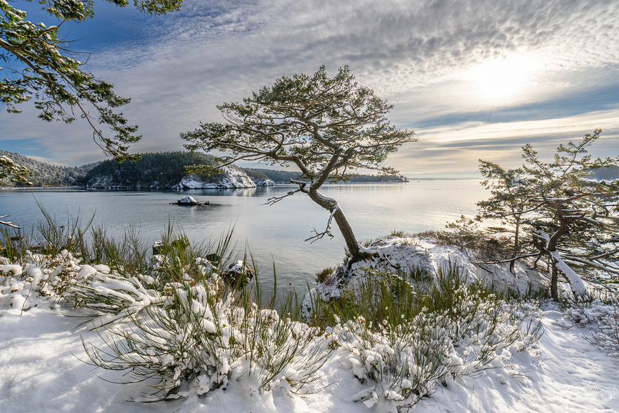 Gnarly Tree in Snow by Gary Skiff Photography Wall Art