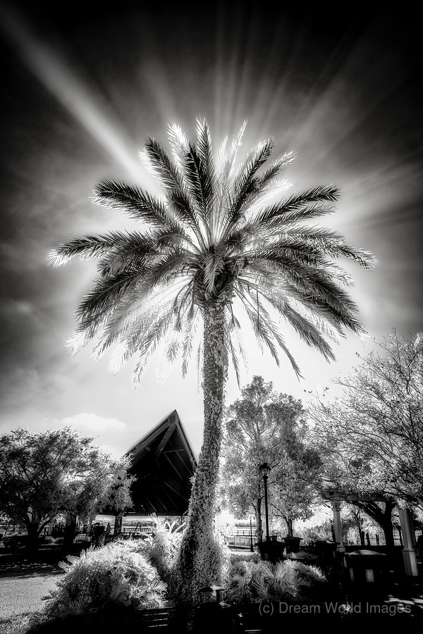 Lighted Palm by Dream World Images Wall Art
