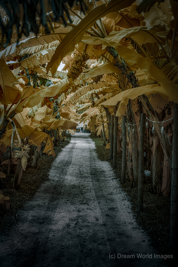 Banana Perspective by Dream World Images Wall Art